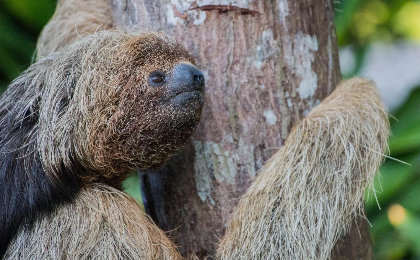 Searching for the Elusive Maned Sloths of Brazil — The Sloth ...