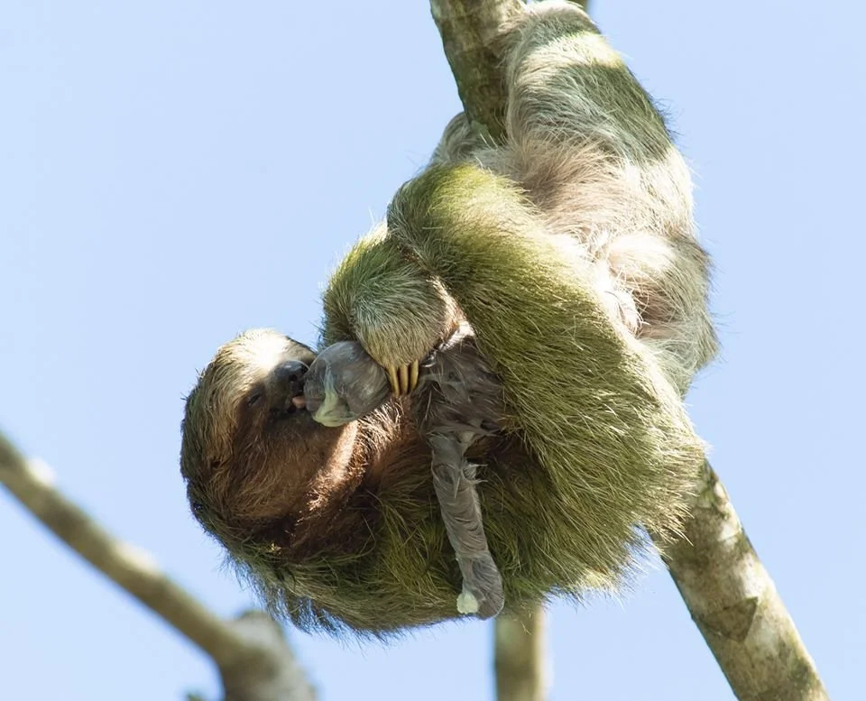 Baby Sloths: Everything you always wanted to know — The Sloth ...