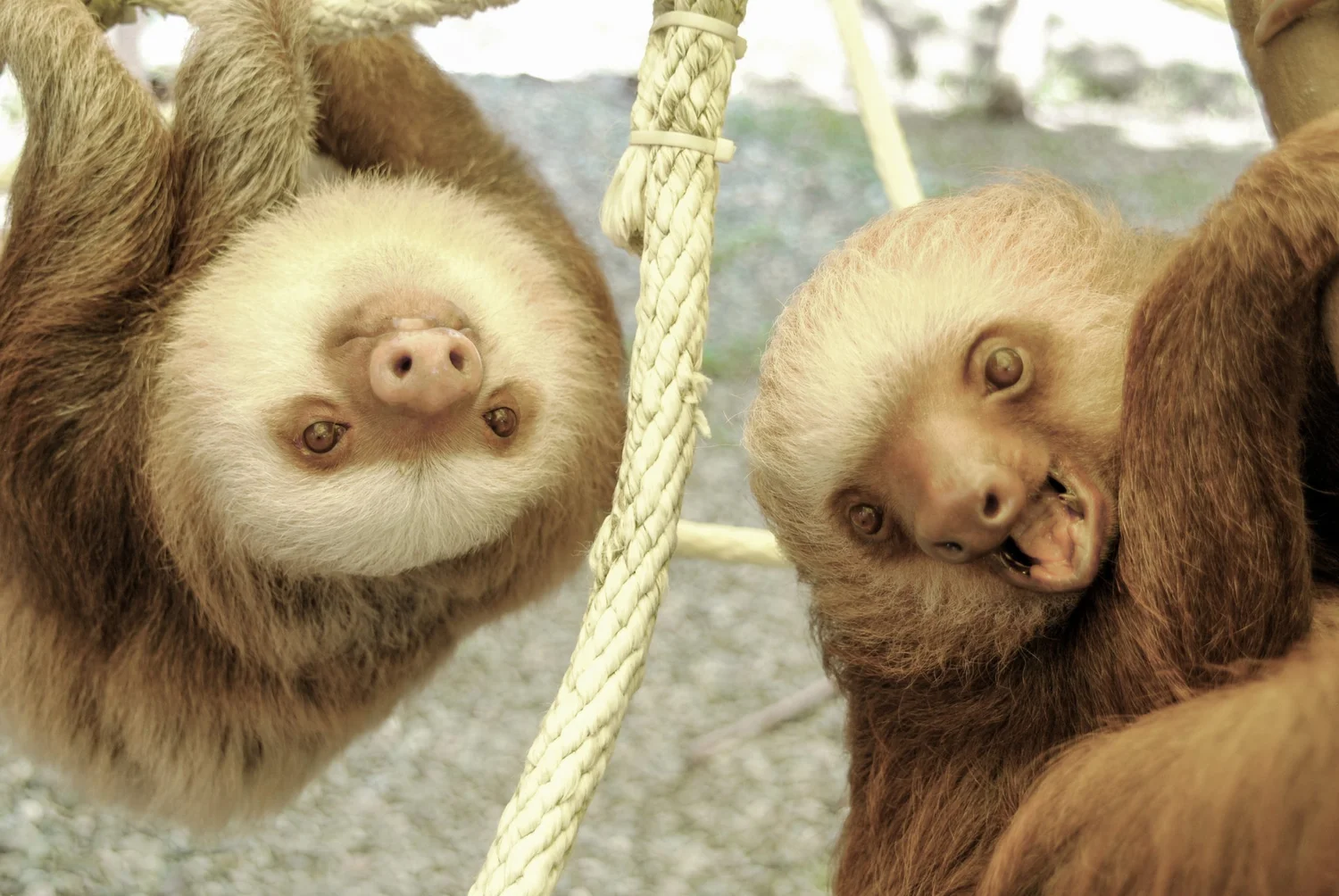 Baby Sloths: Everything you always wanted to know — The Sloth ...