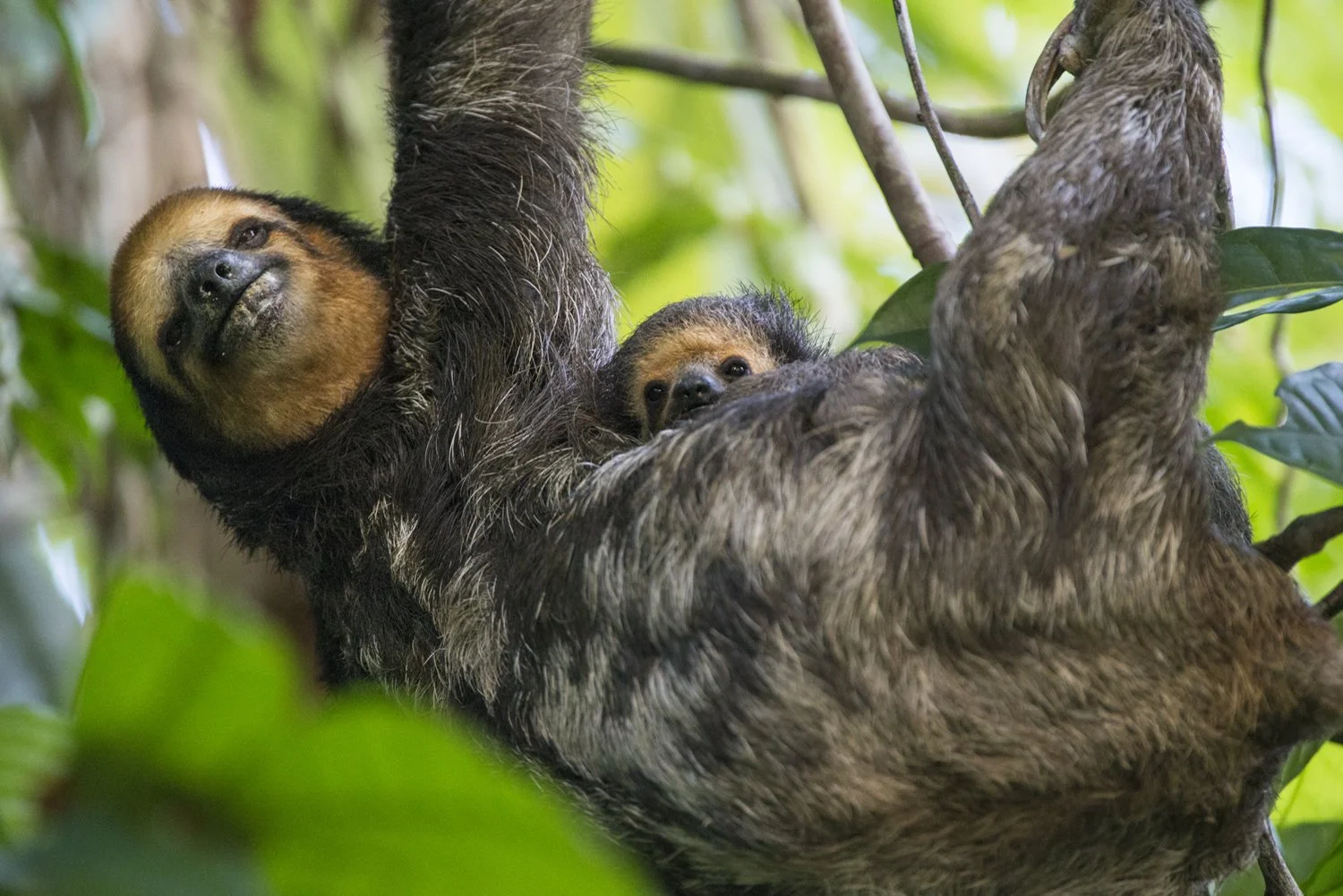 Baby Sloths: Everything you always wanted to know — The Sloth ...