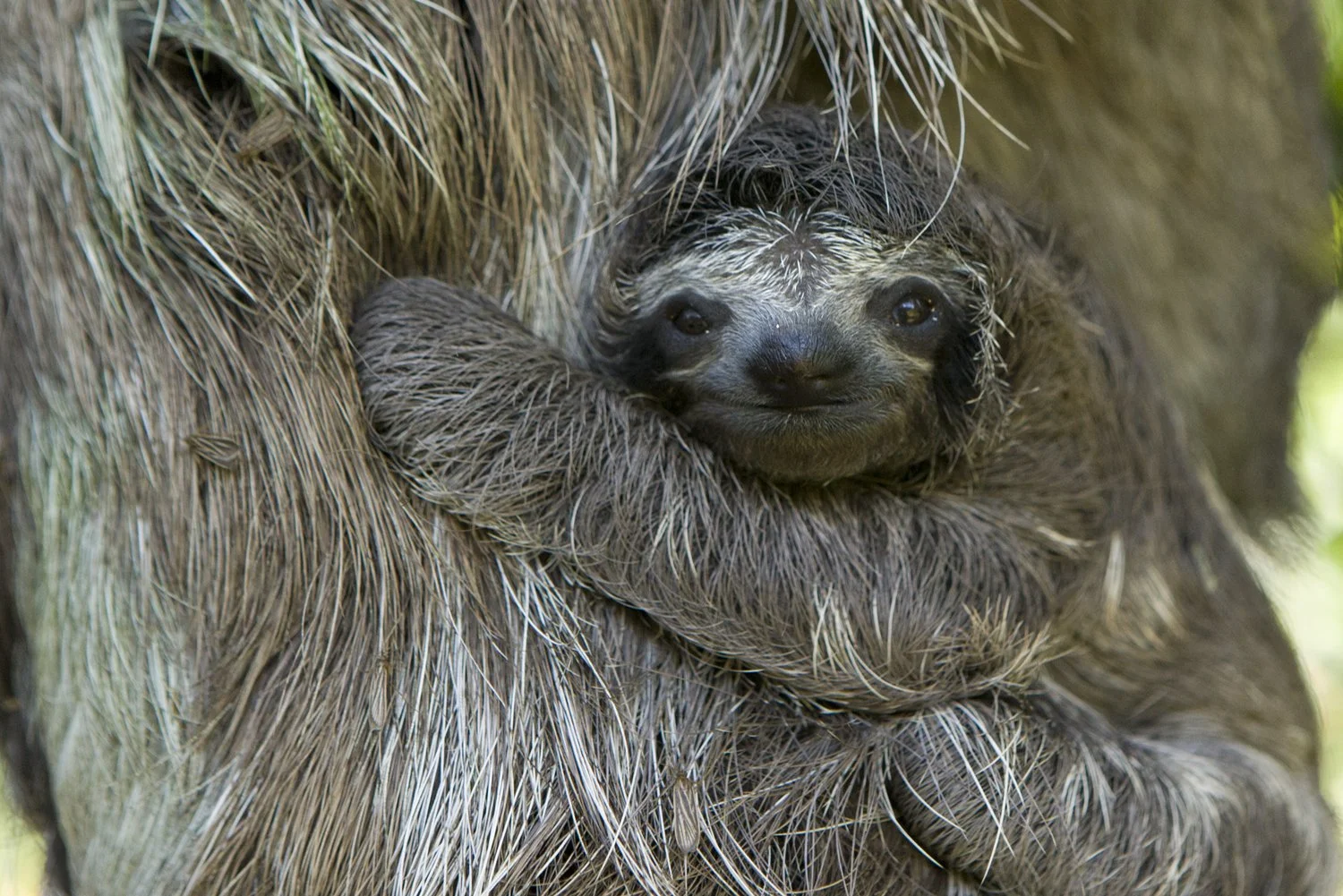 Baby Sloths: Everything you always wanted to know — The Sloth ...