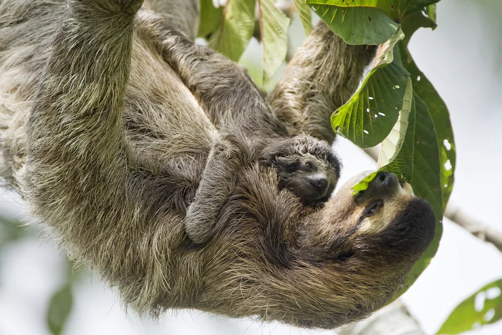 Baby Sloths: Everything you always wanted to know — The Sloth ...