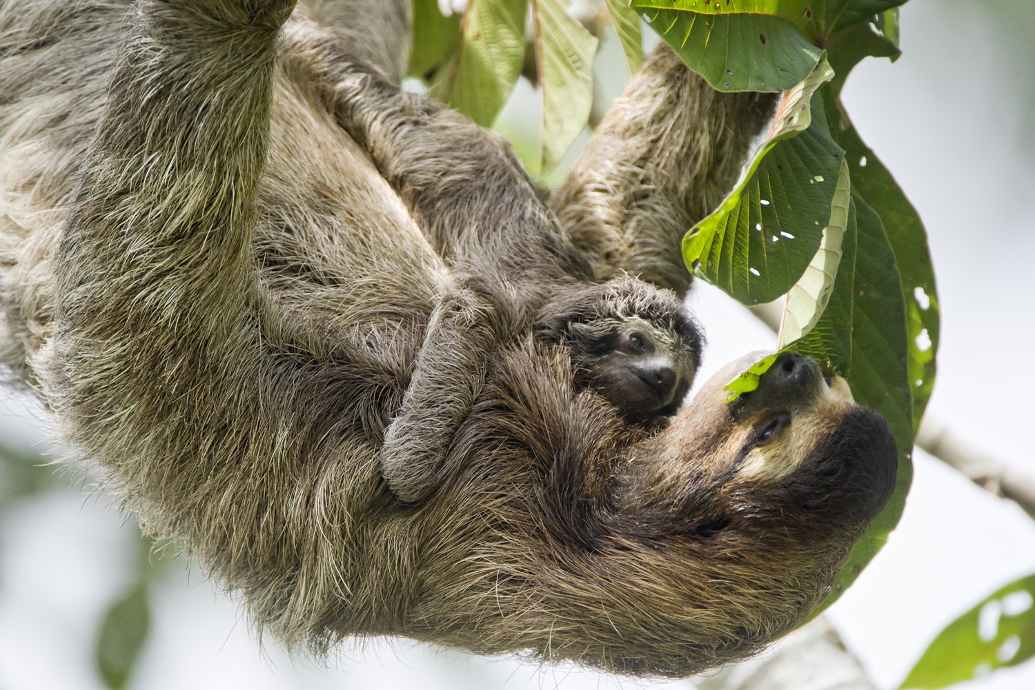 Baby Sloths: Everything you always wanted to know — The Sloth ...