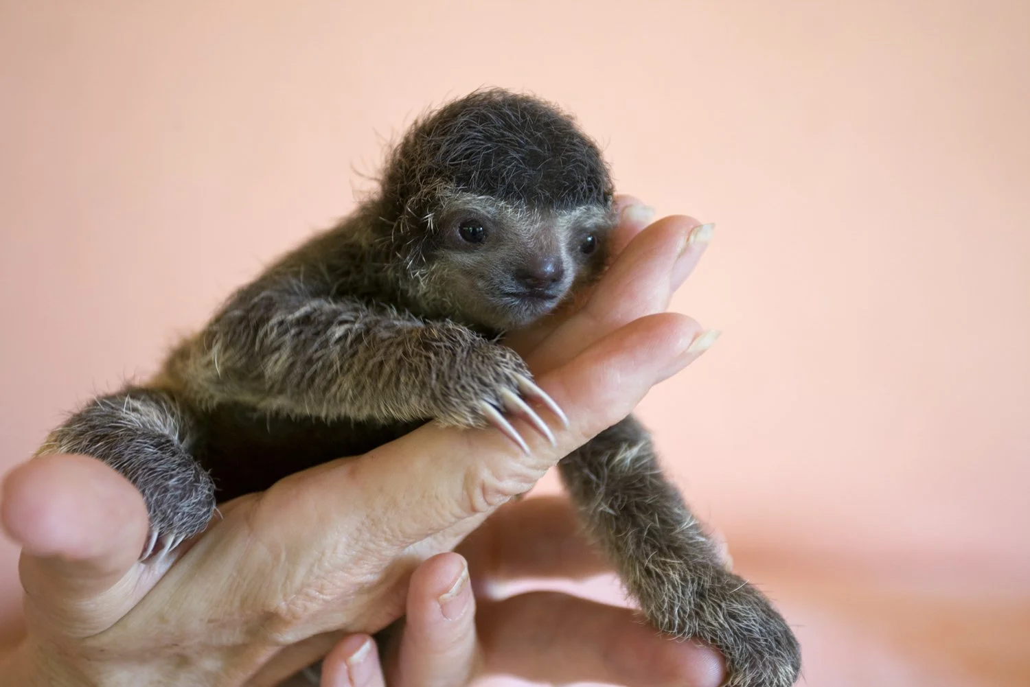 Baby Sloths: Everything you always wanted to know — The Sloth ...