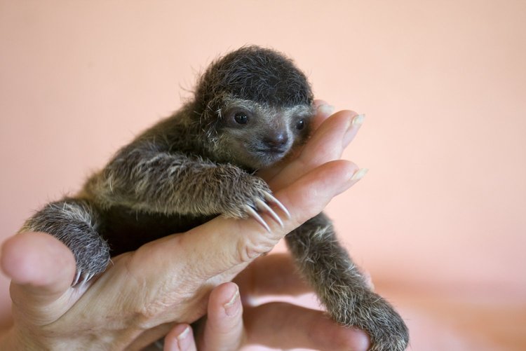 Baby Sloths: Everything you always wanted to know — The Sloth ...