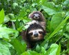 Sloth Versus Koala — The Sloth Conservation Foundation