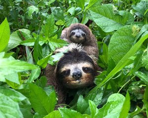 Sloth Versus Koala — The Sloth Conservation Foundation
