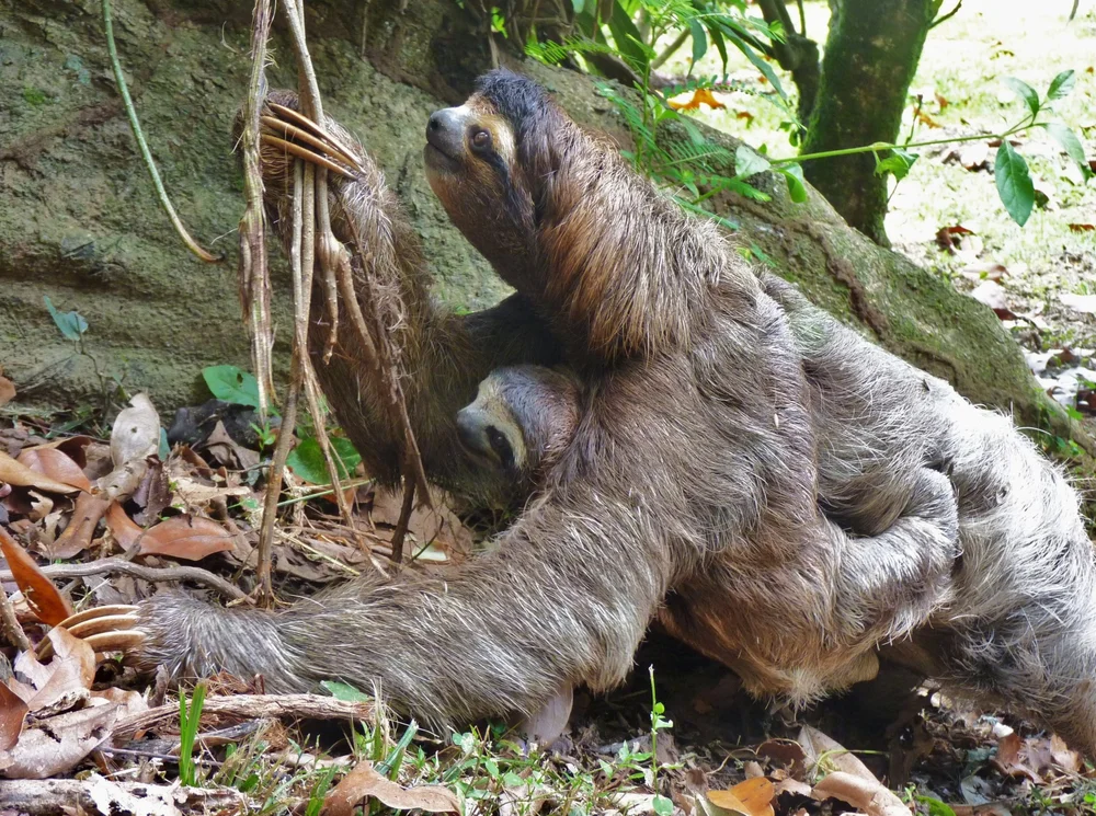 Baby Sloths: Everything you always wanted to know — The Sloth ...