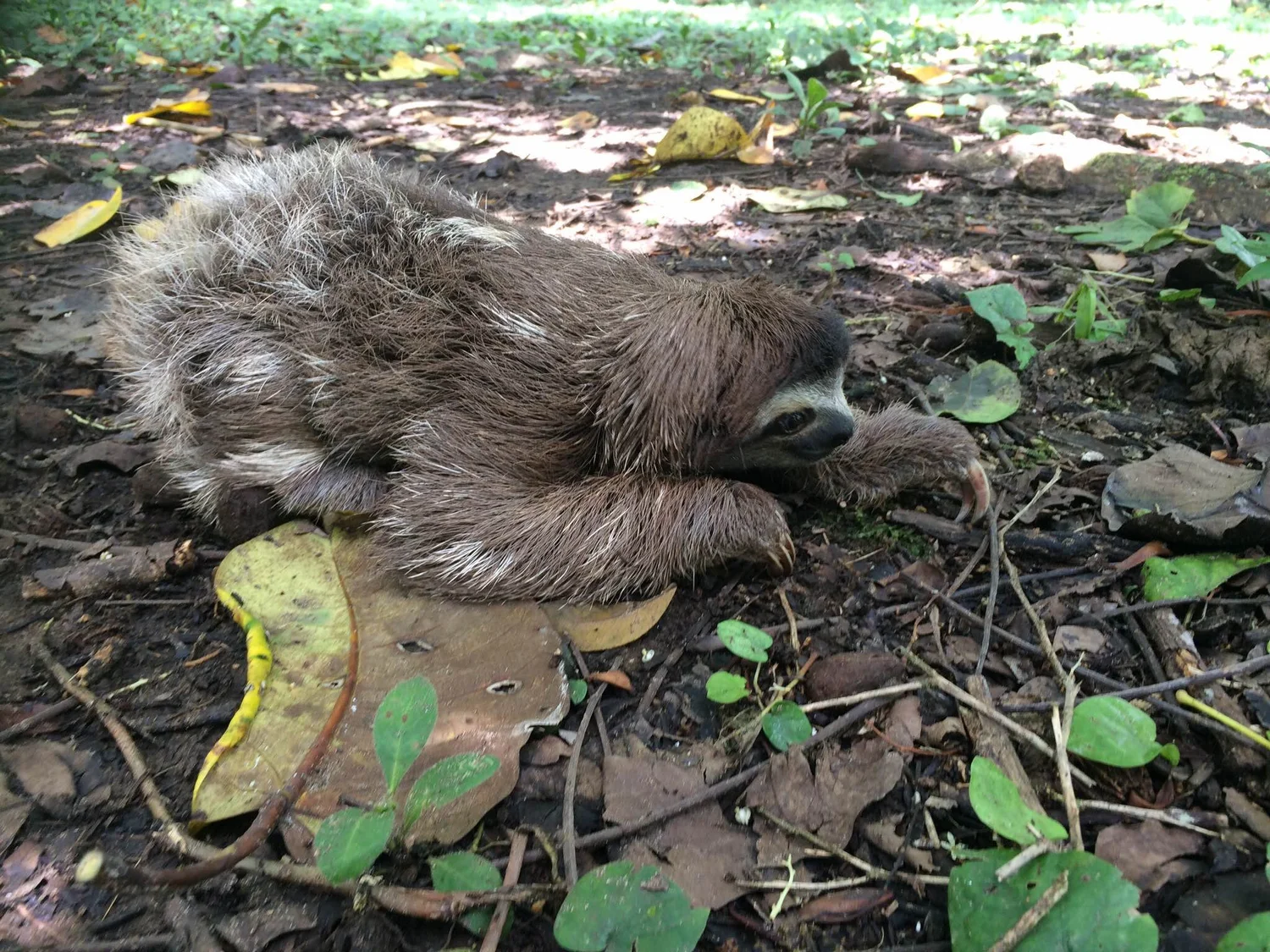 Baby Sloths: Everything you always wanted to know — The Sloth ...