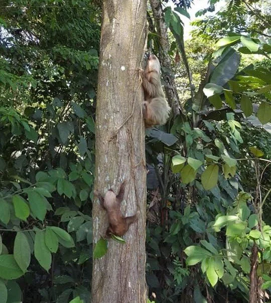 Sloth Versus Koala — The Sloth Conservation Foundation