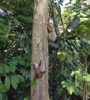 Sloth Versus Koala — The Sloth Conservation Foundation