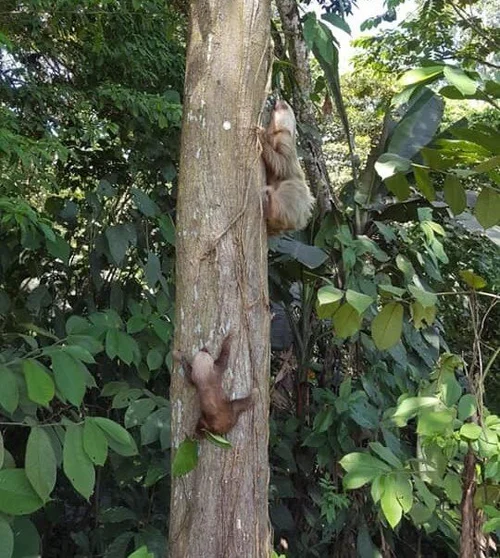 Sloth Versus Koala — The Sloth Conservation Foundation