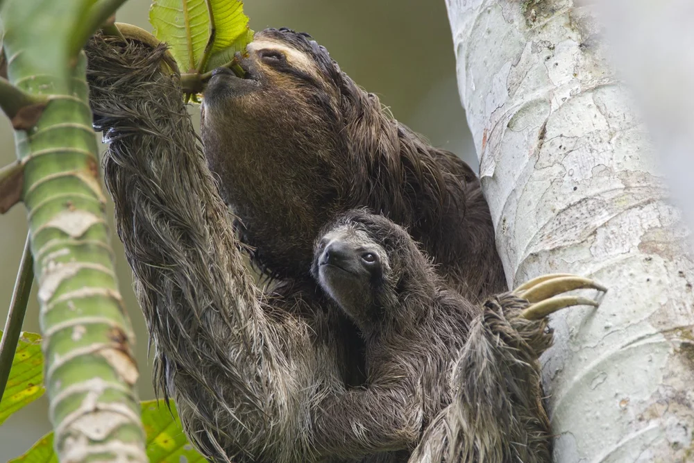 Baby Sloths: Everything you always wanted to know — The Sloth ...