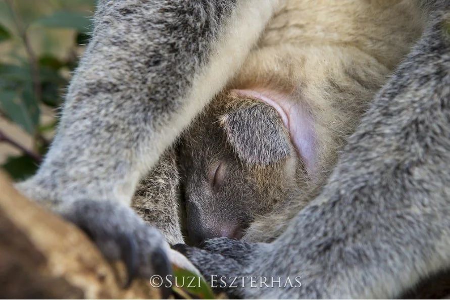 Sloth Versus Koala — The Sloth Conservation Foundation