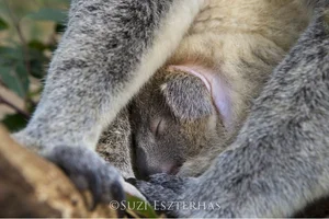 Sloth Versus Koala — The Sloth Conservation Foundation