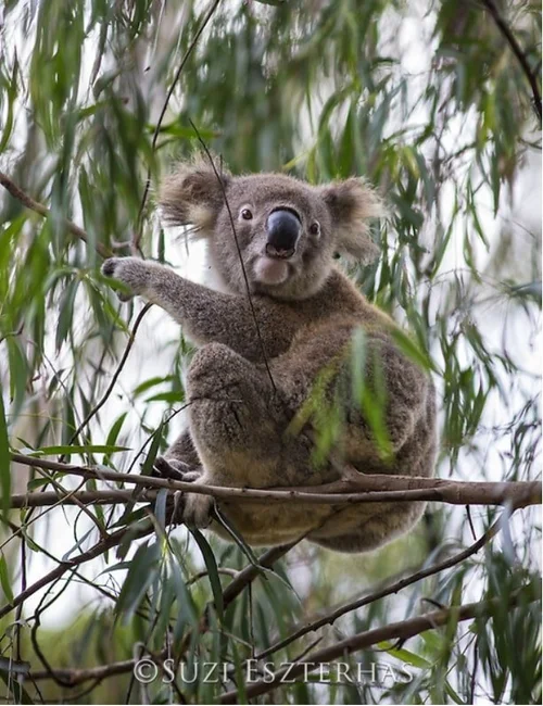 Sloth Versus Koala — The Sloth Conservation Foundation