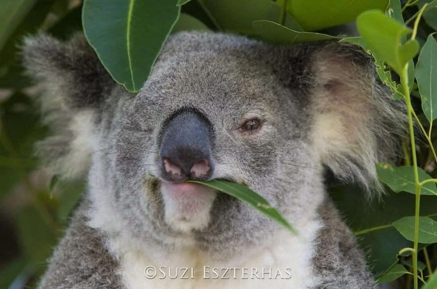 Sloth Versus Koala — The Sloth Conservation Foundation