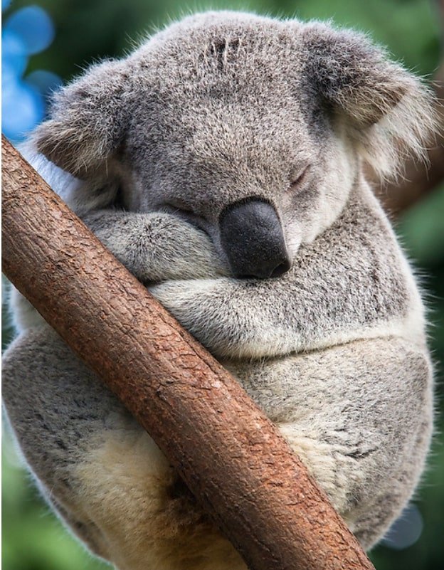 Sloth Versus Koala — The Sloth Conservation Foundation