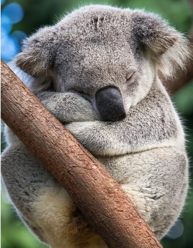 Sloth Versus Koala — The Sloth Conservation Foundation