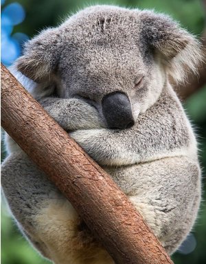 Sloth Versus Koala — The Sloth Conservation Foundation