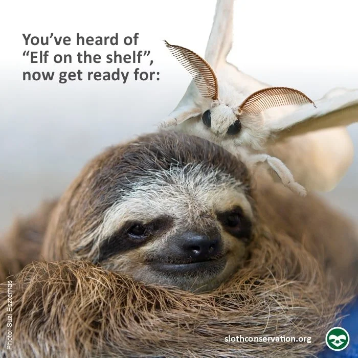 Best Sloth Memes — The Sloth Conservation Foundation