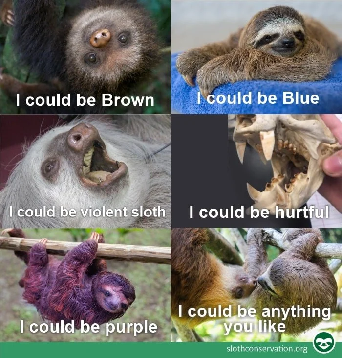 Best Sloth Memes — The Sloth Conservation Foundation