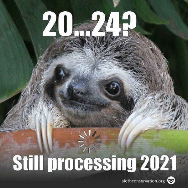 Best Sloth Memes — The Sloth Conservation Foundation