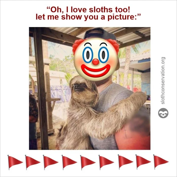Best Sloth Memes — The Sloth Conservation Foundation