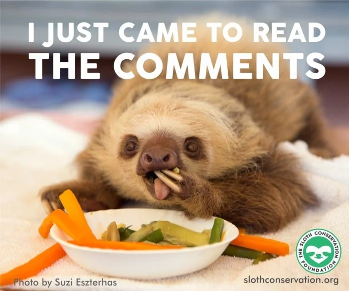 Best Sloth Memes — The Sloth Conservation Foundation