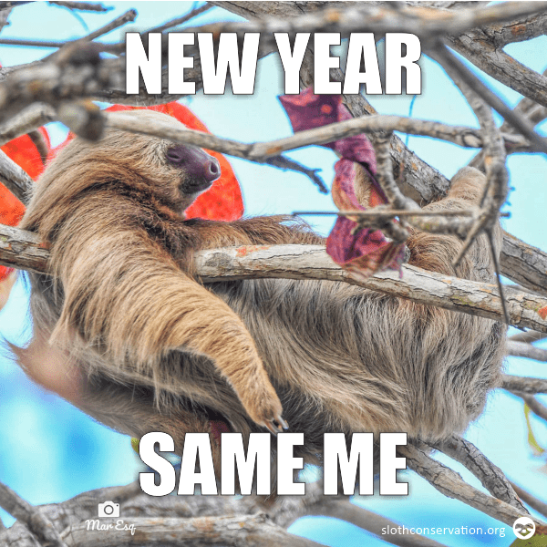 Best Sloth Memes — The Sloth Conservation Foundation