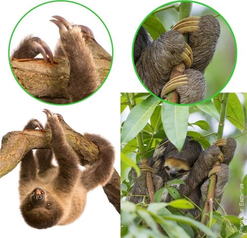 The Etymology of Sloths' Names — The Sloth Conservation Foundation