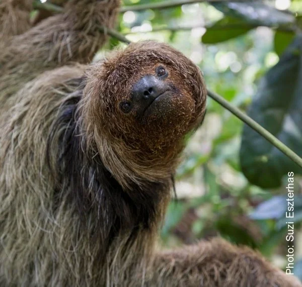 Meet the Southern Maned Sloth: The Latest Sloth Described — The Sloth ...