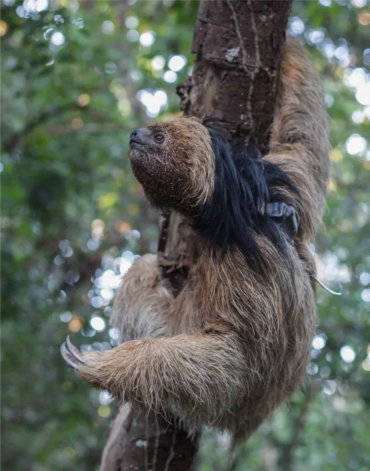 Sloth Mating: Not as slow as you think — The Sloth Conservation Foundation
