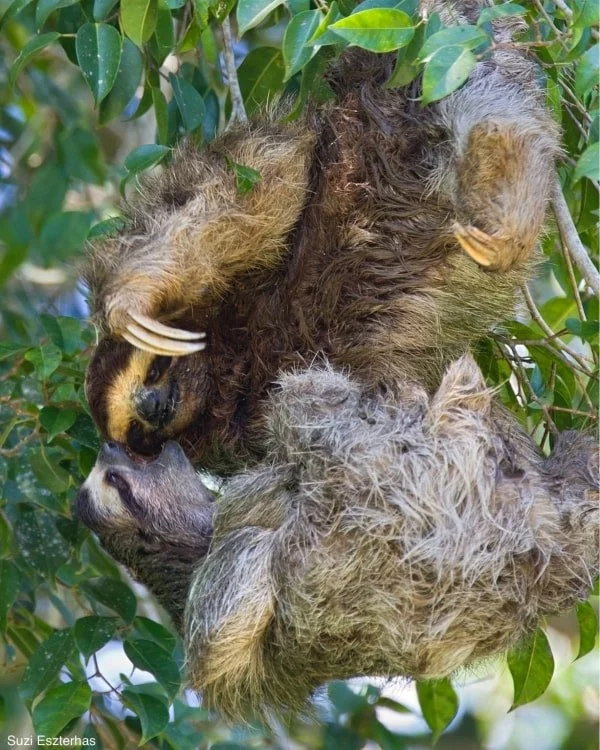 Sloth Mating: Not as slow as you think — The Sloth Conservation Foundation