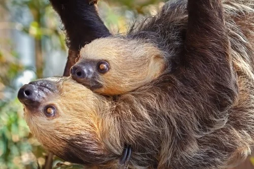 Sloth Mating: Not as slow as you think — The Sloth Conservation Foundation