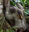 Sloth Mating: Not as slow as you think — The Sloth Conservation Foundation