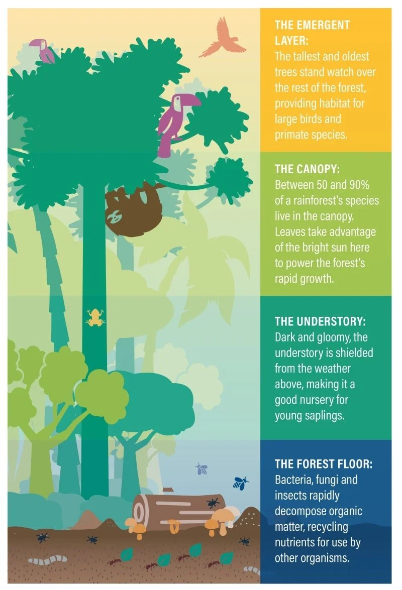 Forests, the sloths' home — The Sloth Conservation Foundation