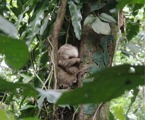 Sloth Versus Slow Loris — The Sloth Conservation Foundation