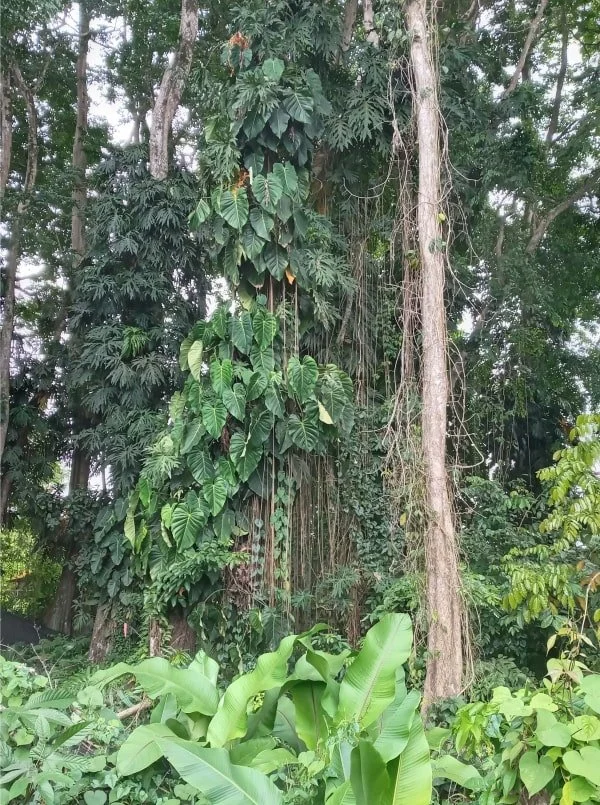 Forests, the sloths' home — The Sloth Conservation Foundation
