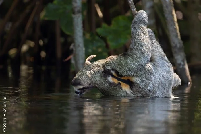 What Do Sloths Eat? Sloth Diet, Food, and Digestion — The Sloth ...