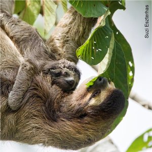 What Do Sloths Eat? Sloth Diet, Food, and Digestion — The Sloth ...