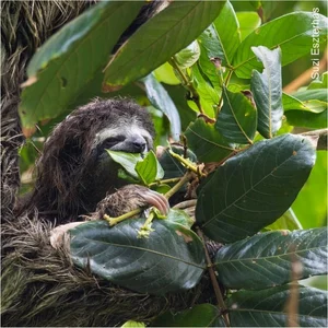 What Do Sloths Eat? Sloth Diet, Food, and Digestion — The Sloth ...