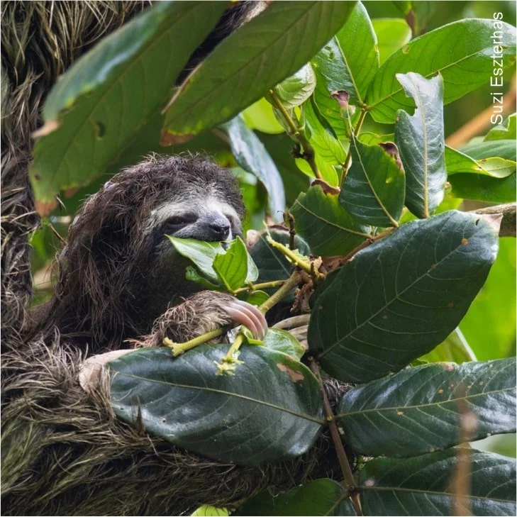 What Do Sloths Eat? Sloth Diet, Food, and Digestion — The Sloth ...