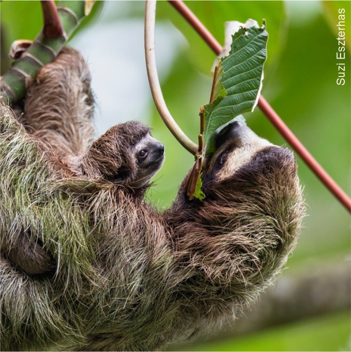 What Do Sloths Eat? Sloth Diet, Food, and Digestion — The Sloth ...