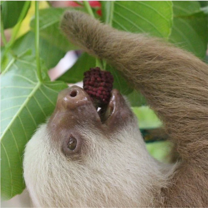 What Do Sloths Eat? Sloth Diet, Food, and Digestion — The Sloth ...