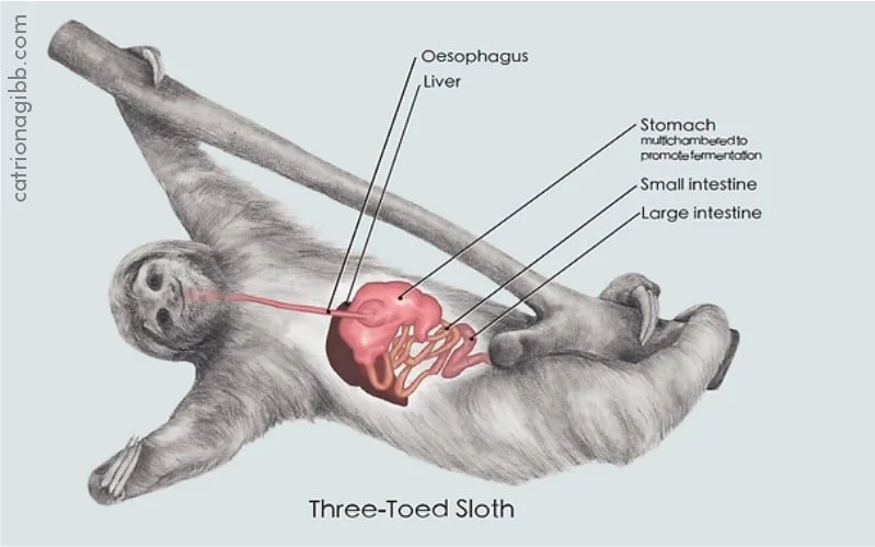 What Do Sloths Eat? Sloth Diet, Food, and Digestion — The Sloth ...