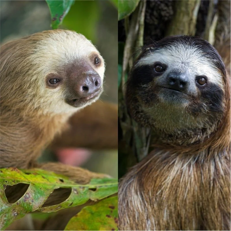 2023 | Unveiling the Behavior and Activity of Sloths — The Sloth ...