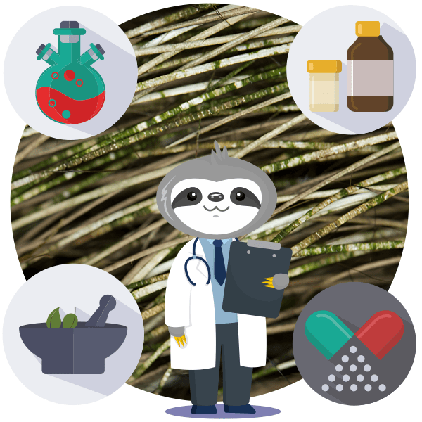 Could Antibiotic-Producing Sloth Fur Be the Key to Fighting Bacteria ...