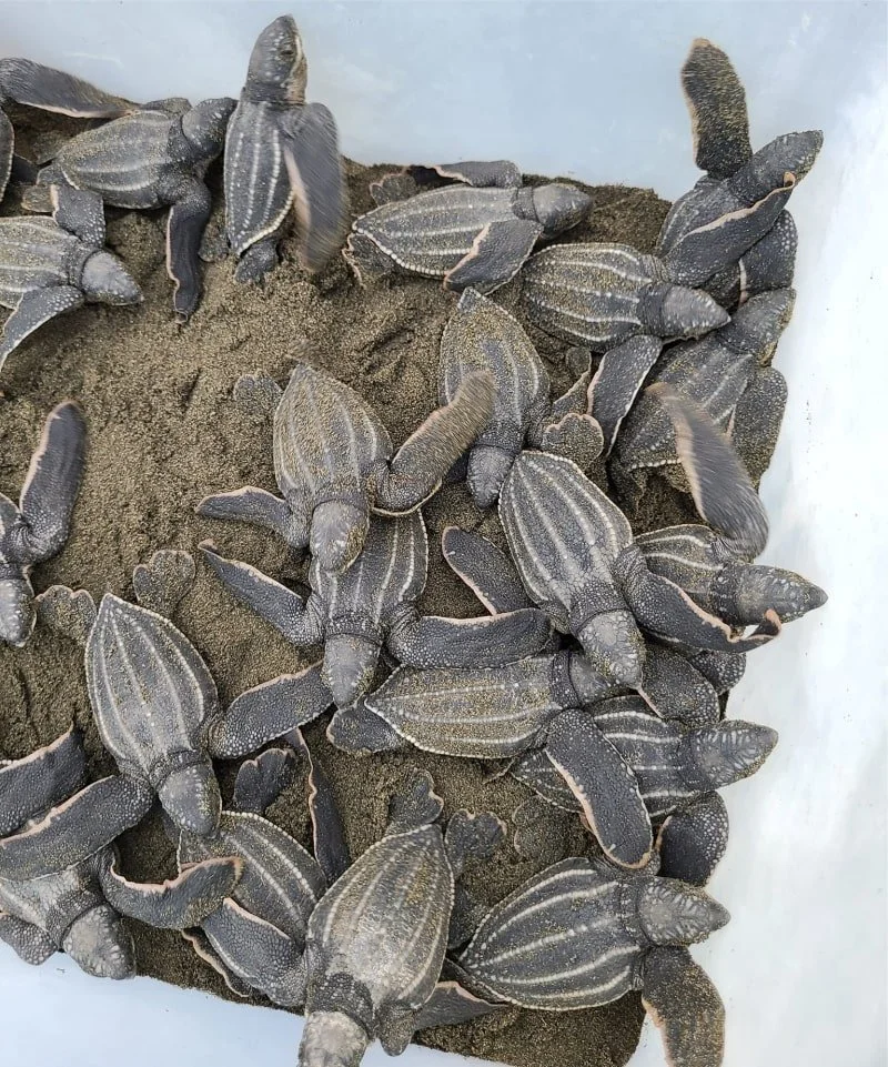 Sloth Versus Sea Turtles — The Sloth Conservation Foundation