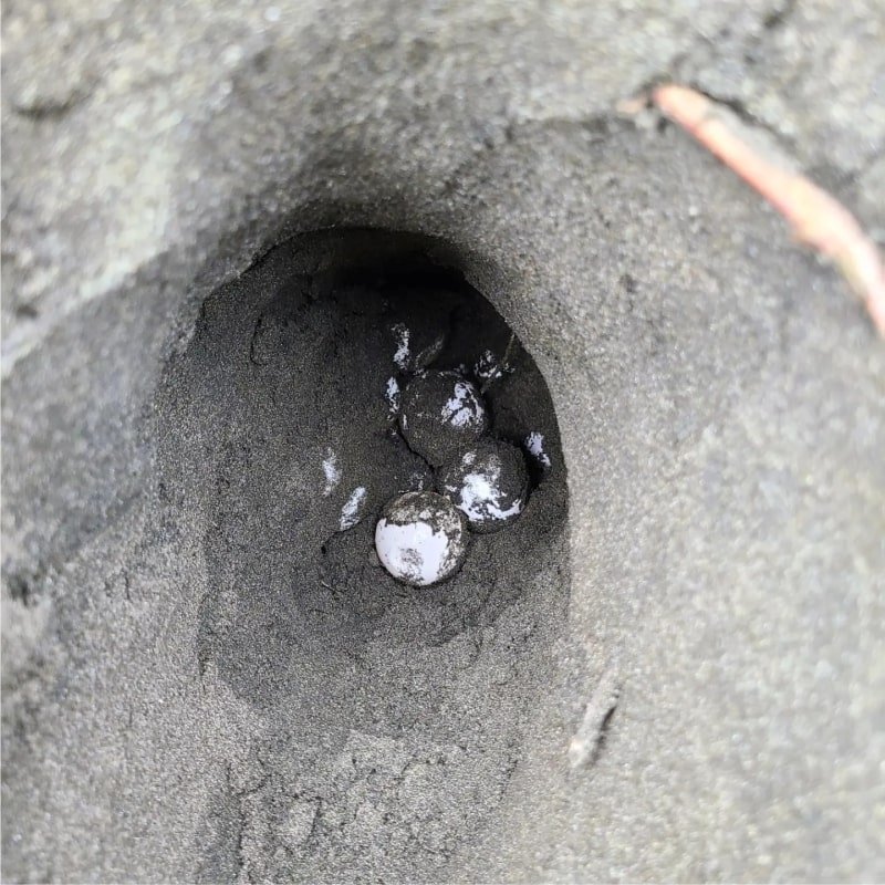 Sloth Versus Sea Turtles — The Sloth Conservation Foundation